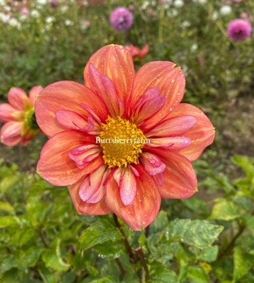 Giggles | Butt’s Berry Farm & Flower Farm