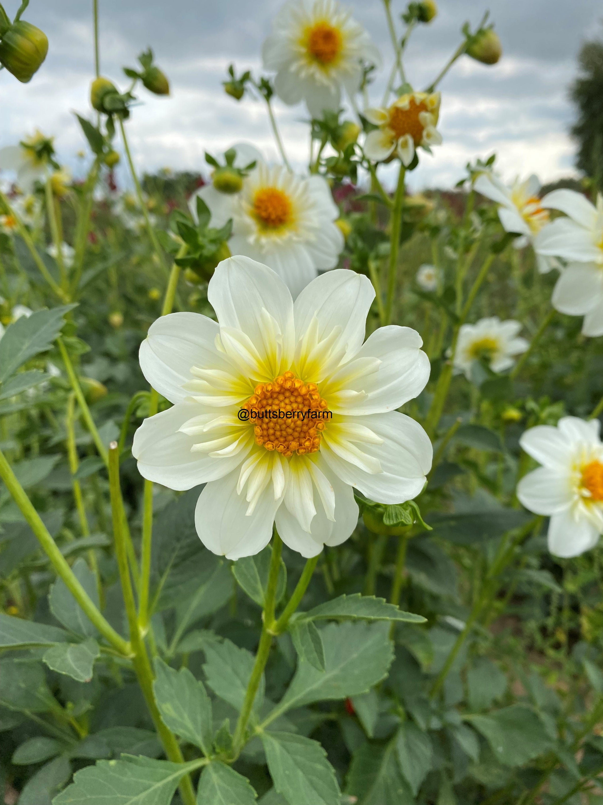 Alpen Cherub | Butt’s Berry Farm & Flower Farm