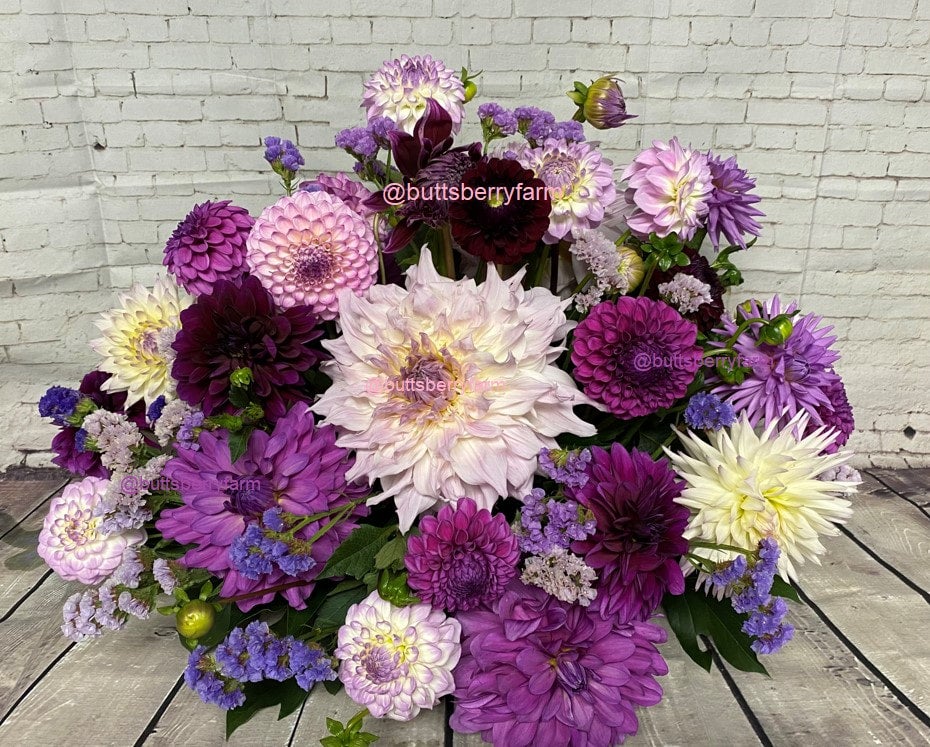 Dahlia Collection - Lavender Blue Dilly Dilly | Butt’s Berry Farm ...