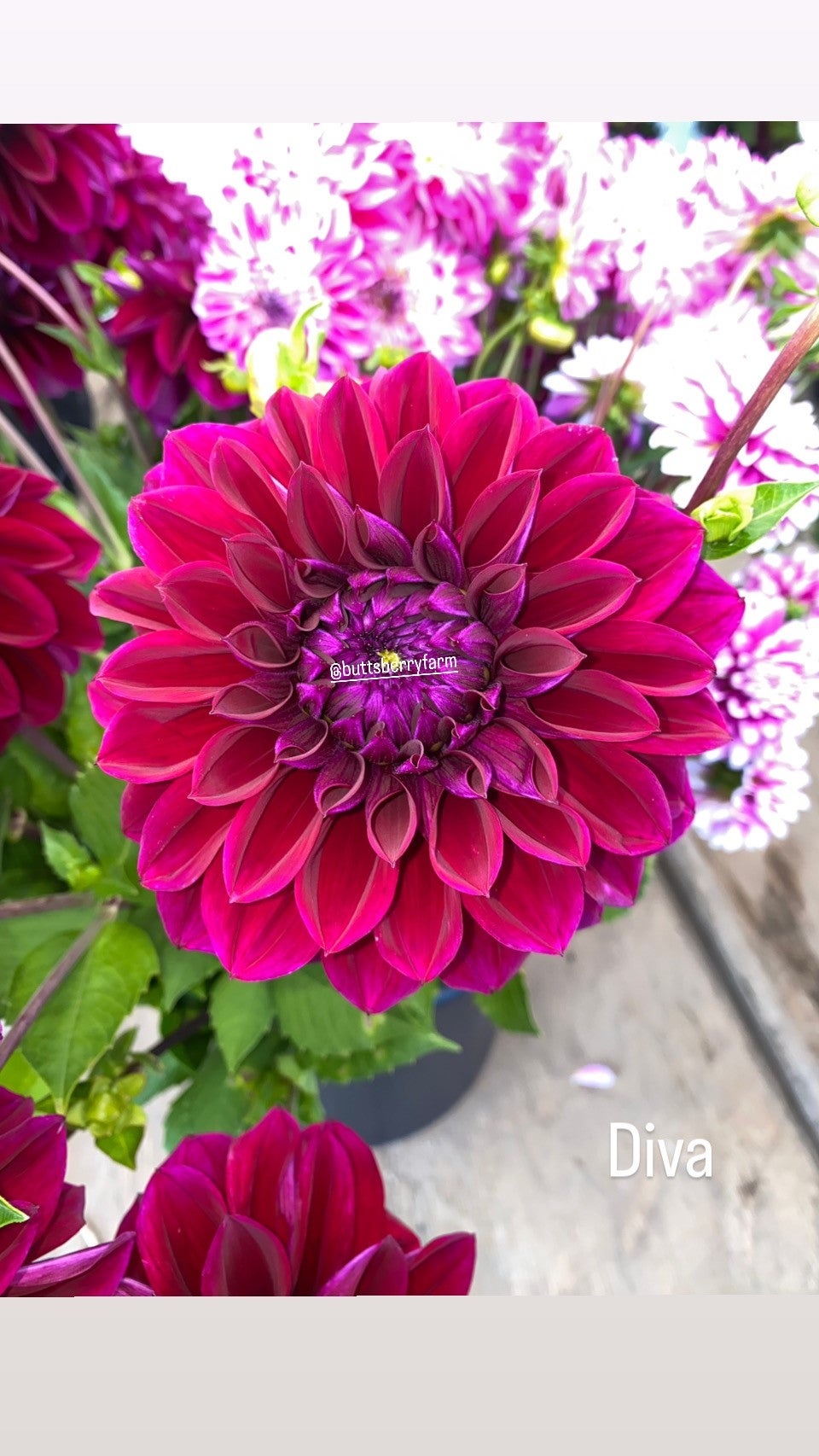 Diva | Butt’s Berry Farm & Flower Farm