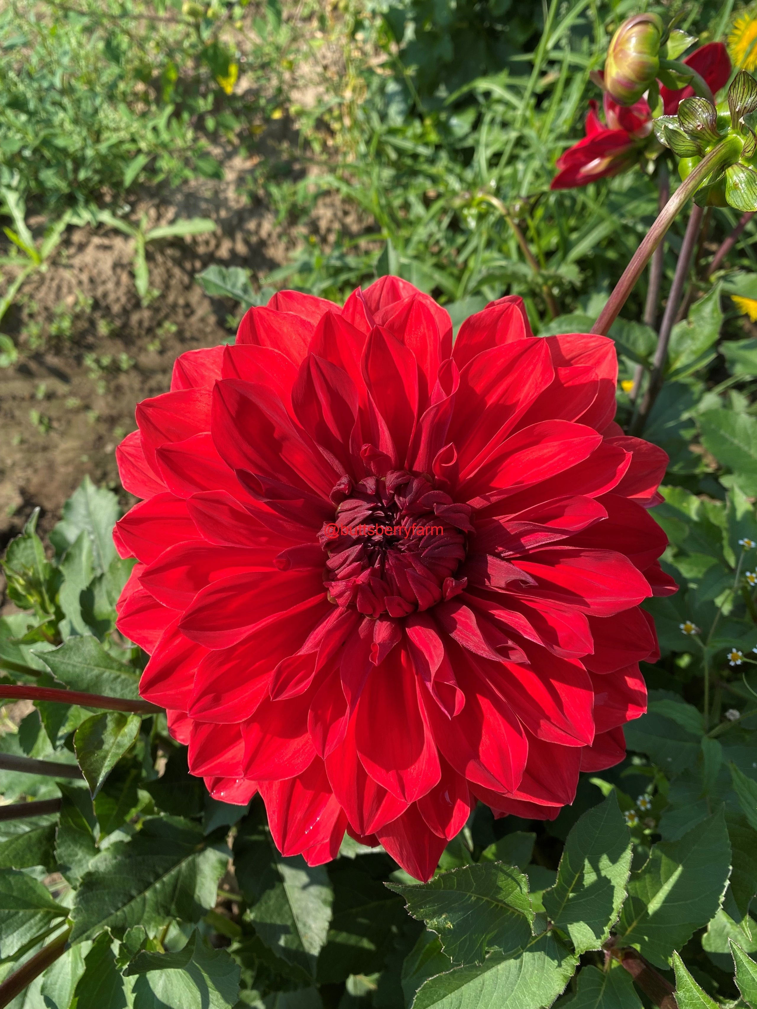 The Big Wow | Butt’s Berry Farm & Flower Farm